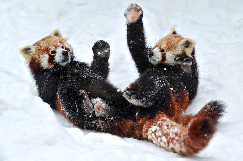 Ameaçados de extinção, pandas-vermelhos 'brigam' na neve