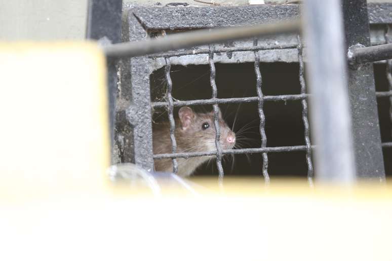 Vasco combate invasão de ratos a São Januário: "muitos estão morrendo"