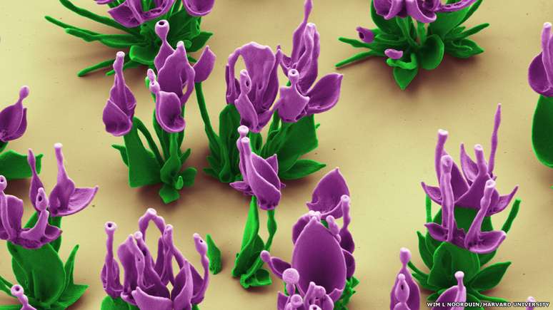 Cientista usa elementos químicos para criar formas de flores