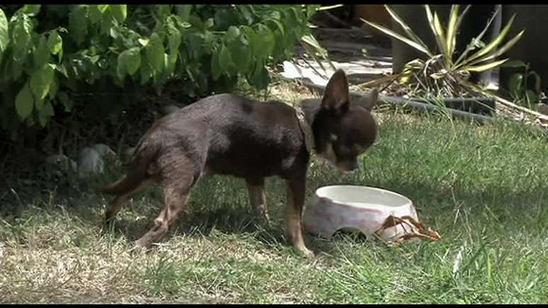 Chihuahua de 9,6 cm é reconhecida como menor cão do mundo