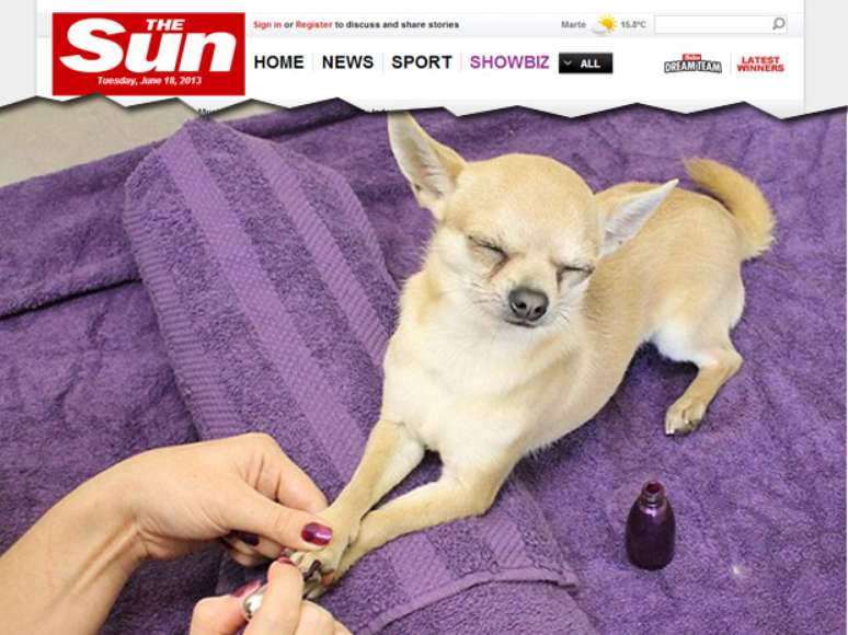 Conheça o cão que tem rotina de beleza