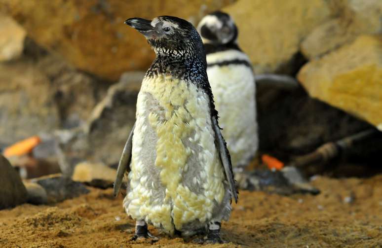 Filhotes de pinguim preparam 'traje de gala' para o inverno