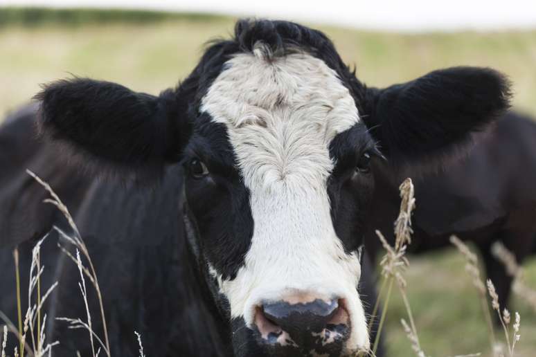 Flatulência de vacas é transformada em sacolas plásticas