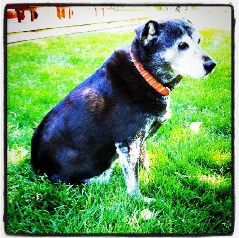 Ashton Kutcher: conheça os pets inseparáveis do ator