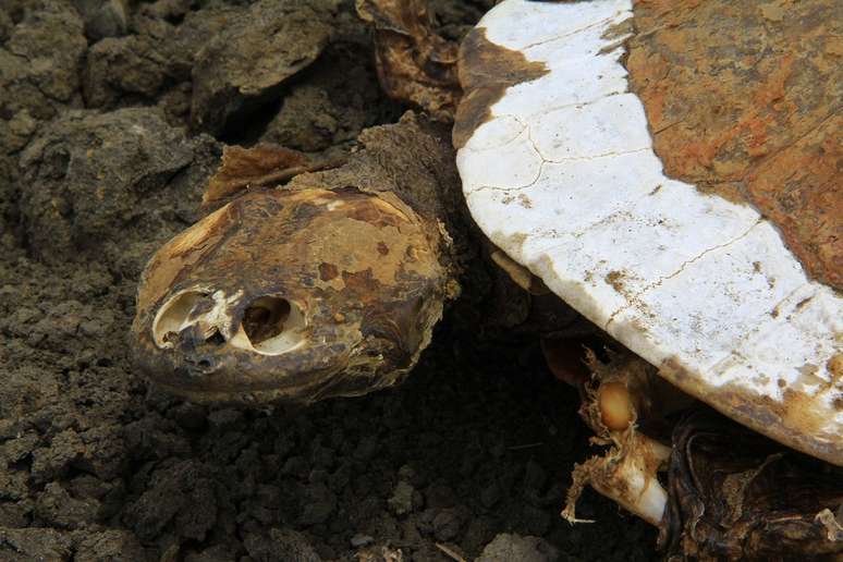 Como açude mais antigo do Brasil virou 'cemitério de cágados'