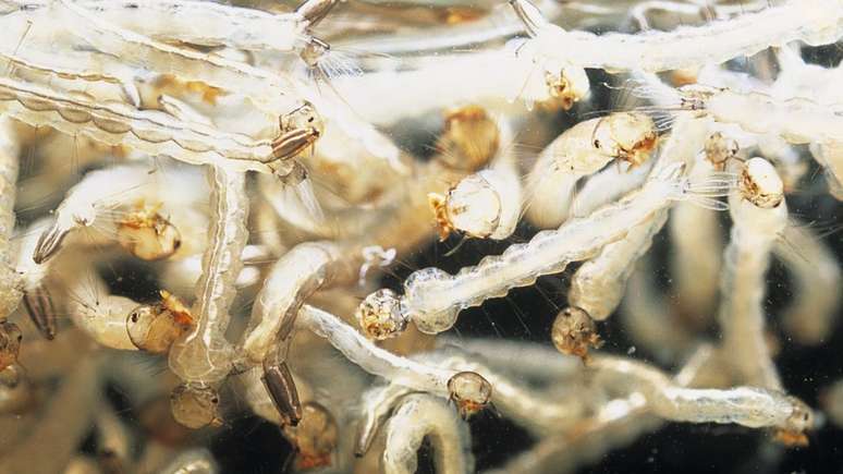 Como insetos estão espalhando a contaminação por microplásticos