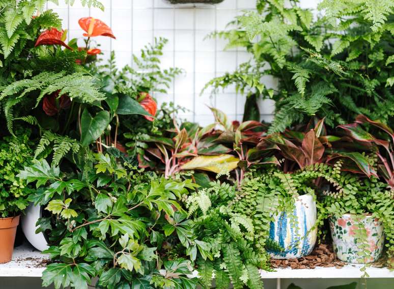 Ter plantas faz bem à saúde: veja o porquê