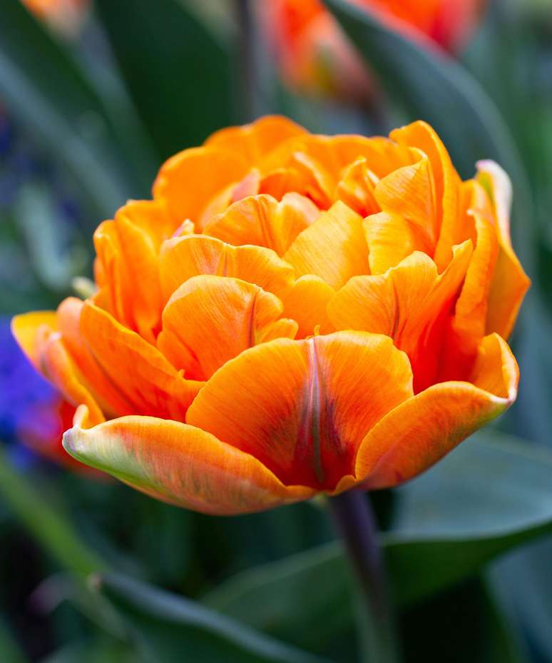 21 tipos de tulipas para roubar seu coração