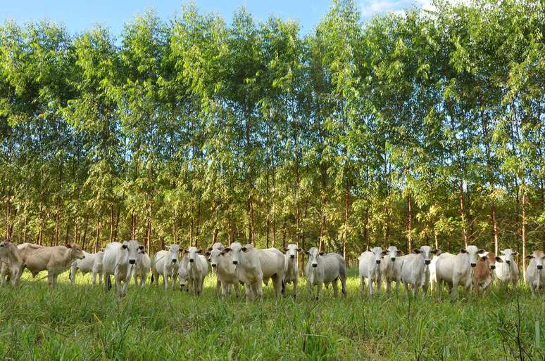 Integrar lavoura, pecuária e floresta tem sido a solução mais rentável