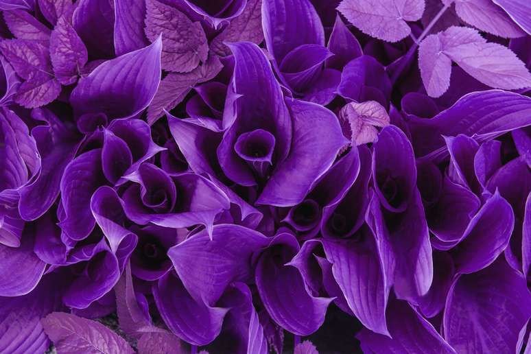 Cor de 2023: saiba como a energia do violeta vai impactar o seu ano