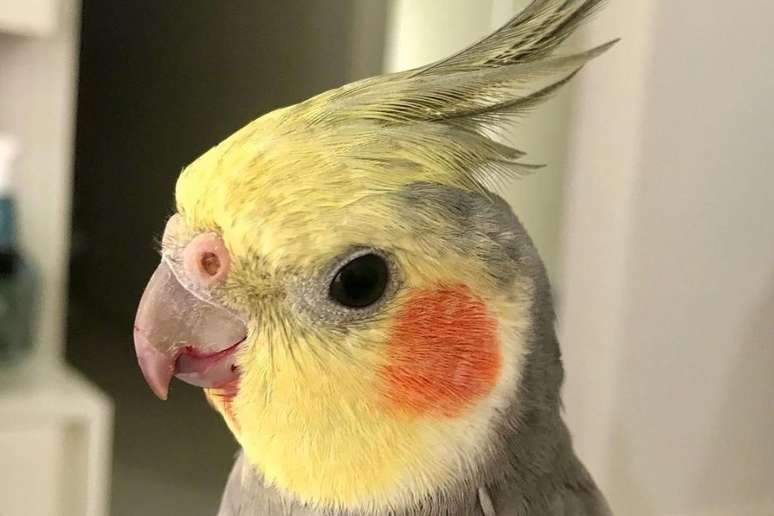 Calopsita 'canta' Hino Nacional e vídeo faz sucesso nas redes sociais ...