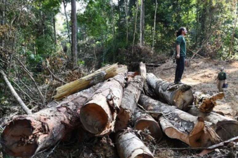 Desmatamento na Amazônia tem 2º pior trimestre desde 2016