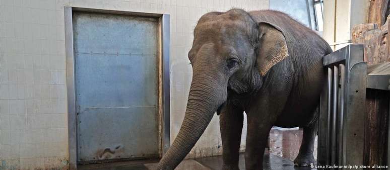 Elefanta aprende sozinha a descascar banana no zoo de Berlim