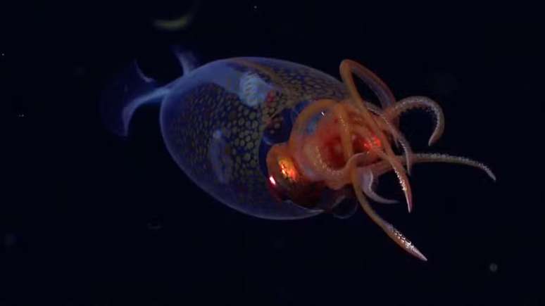 Lula-colossal é filmada pela primeira vez em cem anos no seu habitat ...