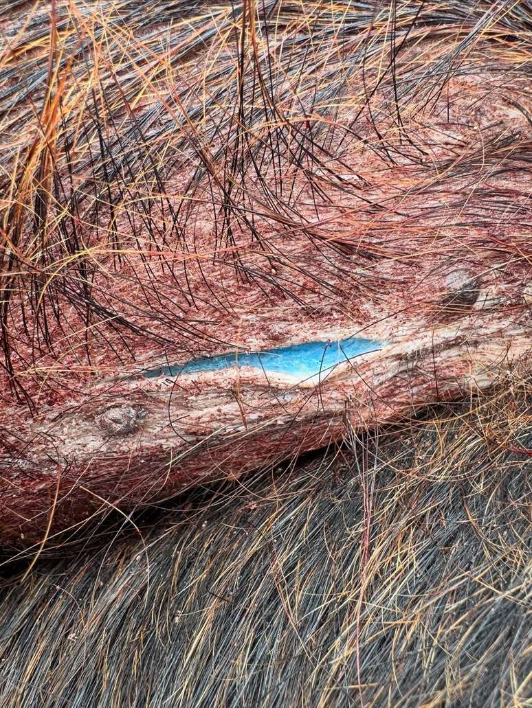 Porcos Selvagens com Carne Azul na Califórnia Alerta para Risco de ...