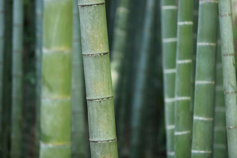 Bambu reúne propriedades que ampliam seu uso no lar