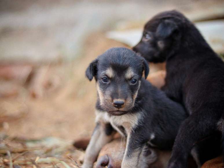Viamão promove Feira de Adoção de Animais nesta terça-feira (9)