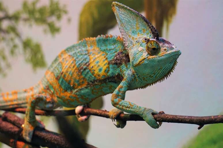 Reis da camuflagem: 7 animais que conseguem desaparecer na natureza