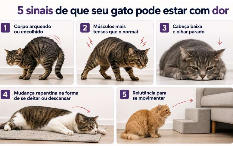 Gato com dor: sinais que muitos tutores não percebem