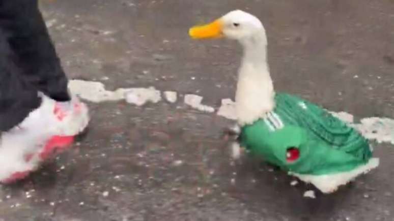 Conheça Merlin, o pato que viralizou após ser visto usando a camiseta ...