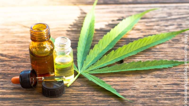 CBD, o canabinoide com benefícios terapêuticos