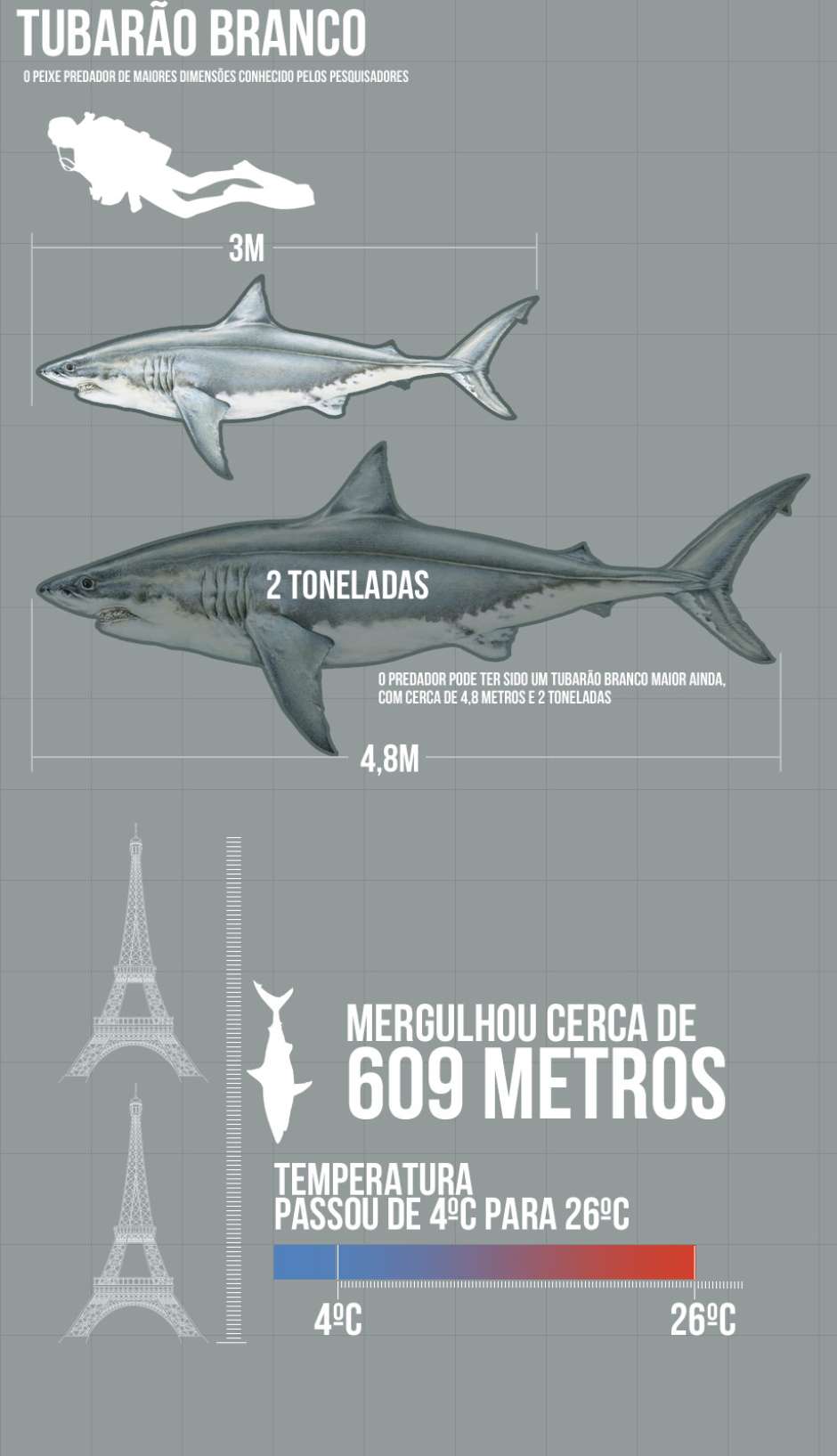 Tubarao Tigre Vs Grande Branco Grande Tubarão Branco, Carcharodon