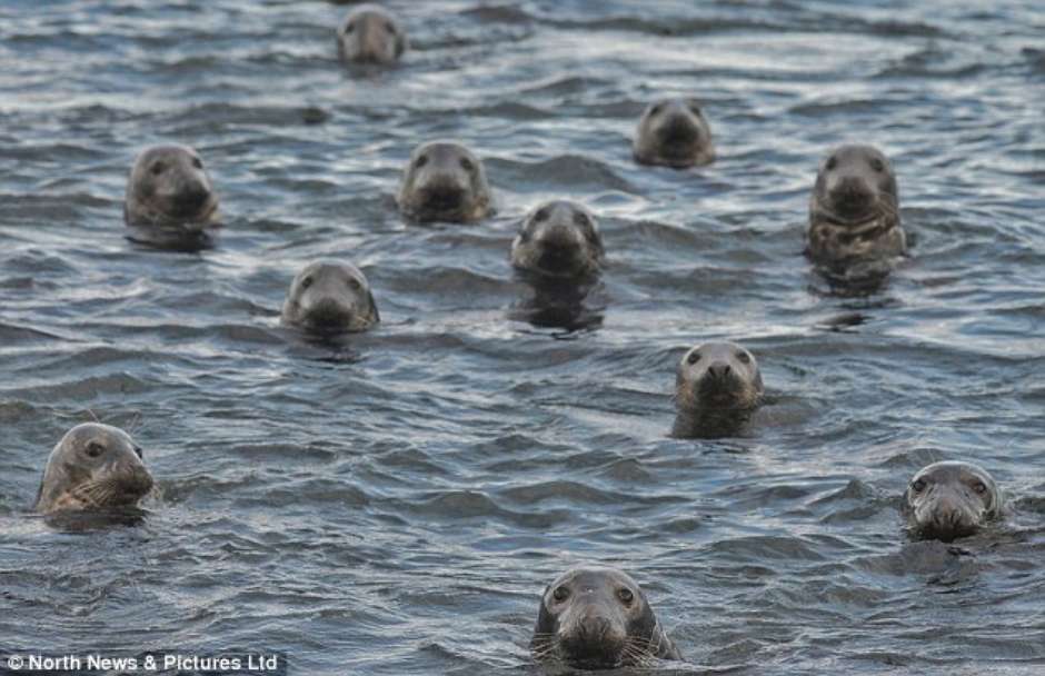 Equipe De Focas Da Marinha Um Grupo De Focas Nadando Na água Foto
