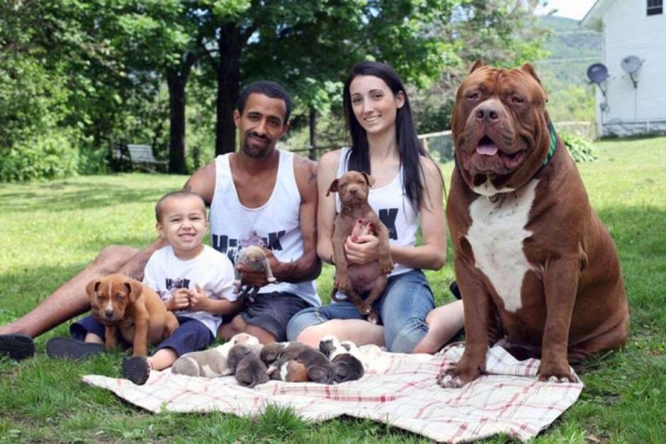 Conoce a Hulk, el pitbull más grande del mundo
