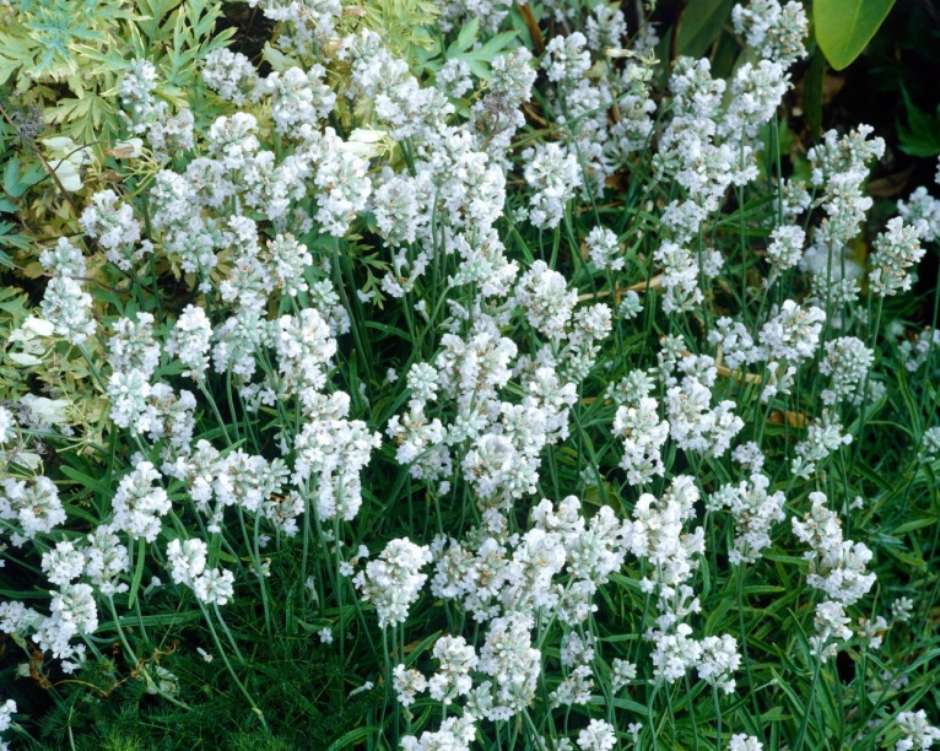 Diferentes Tipos De Plantas De Lavanda Descobrir 99+ Imagen Beneficios