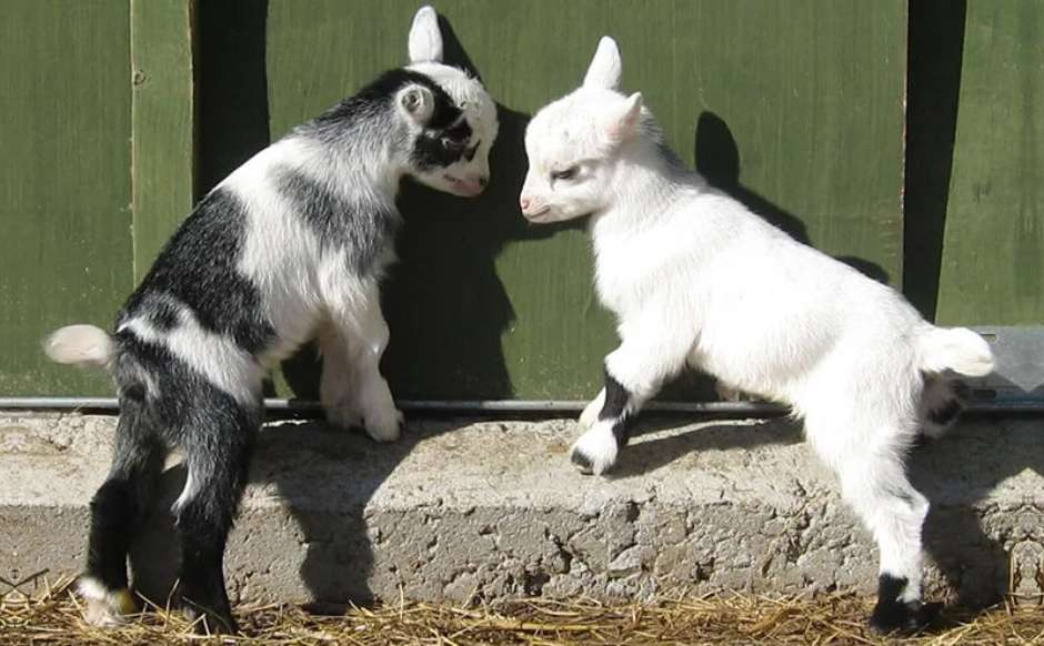 Gif De Cabras Pigmeus