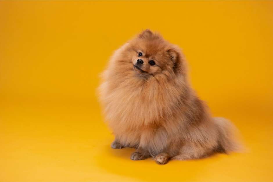 O Cachorrinho Mais Fofo De Todos Os Tempos