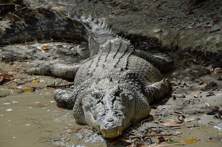 Crocodilo Do Nilo Comendo Peixe Grandes, Agressivos, Vorazes,