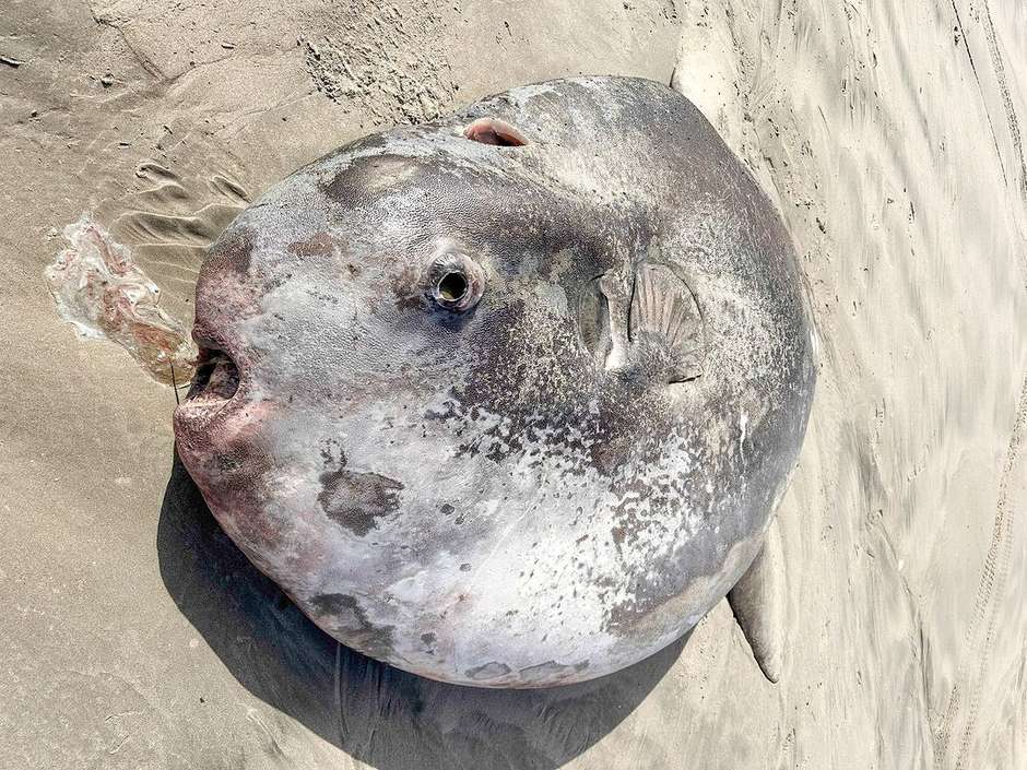 Peixe Lua Gigante Bluegill Peixe Lua: Curiosidades Incríveis Sobre O