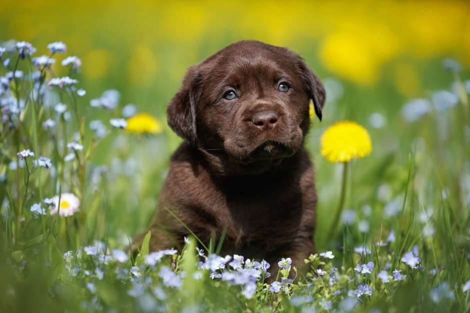 Fotos De Animais Bebes Muito Fofos Os 35 Animais Mais FOFOS Do Mundo