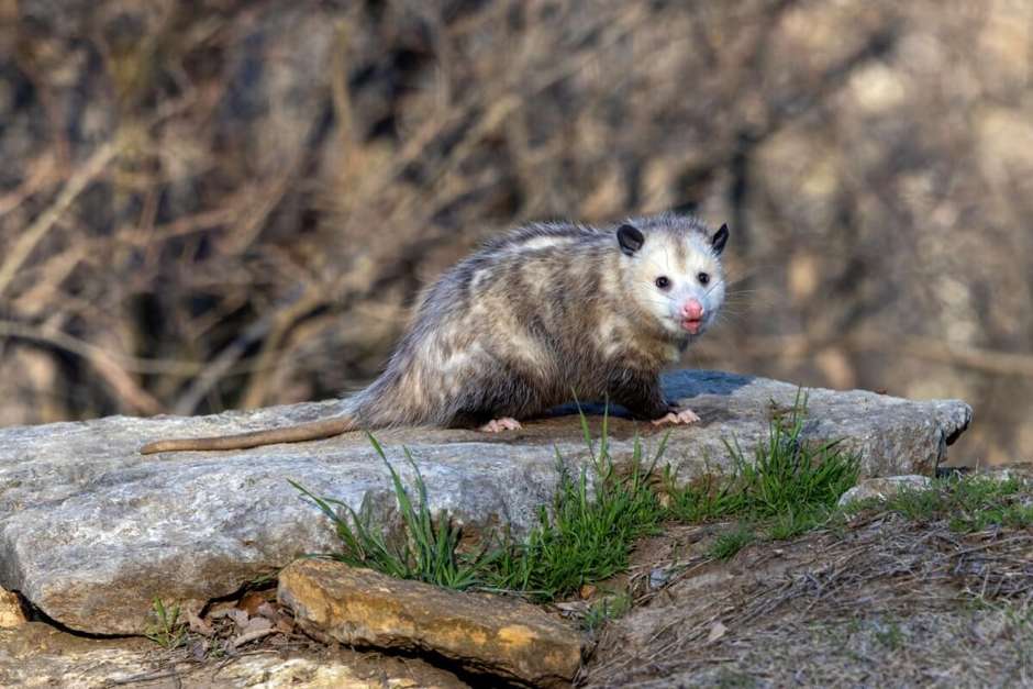 Sobre O Gamba Nova Tendência Pet? 'Pais' De Gambás Se Unem Em Grupo