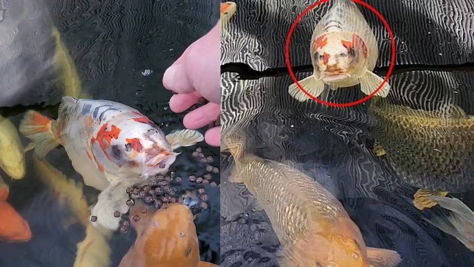 Peixe Que Parece Um Rosto Humano Peixe Em Foto Vencedora De Prêmio De
