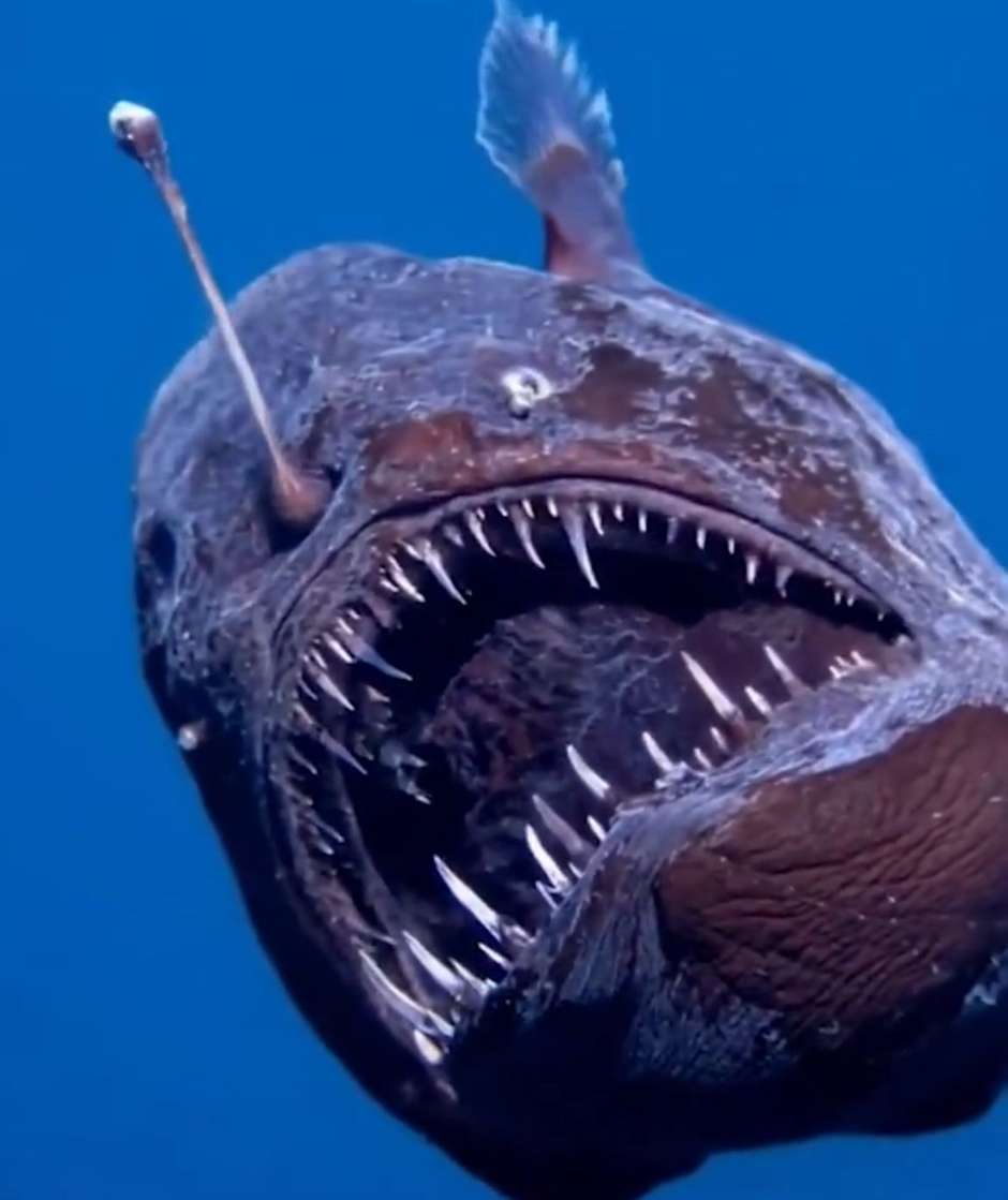 Peixe Gigante Do Oceano Dez Peixes Marinhos Pra Lá De Estranhos Mar