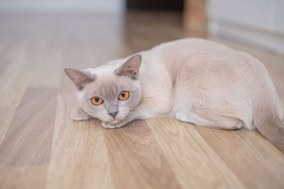 Gato Lilas E Branco Gato Peludo: Conheça 10 Raças! | Petlove