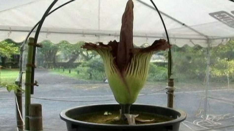 Flor gigante e fedida atrai multidão no Japão